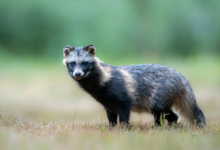 16 Animals Like Foxes