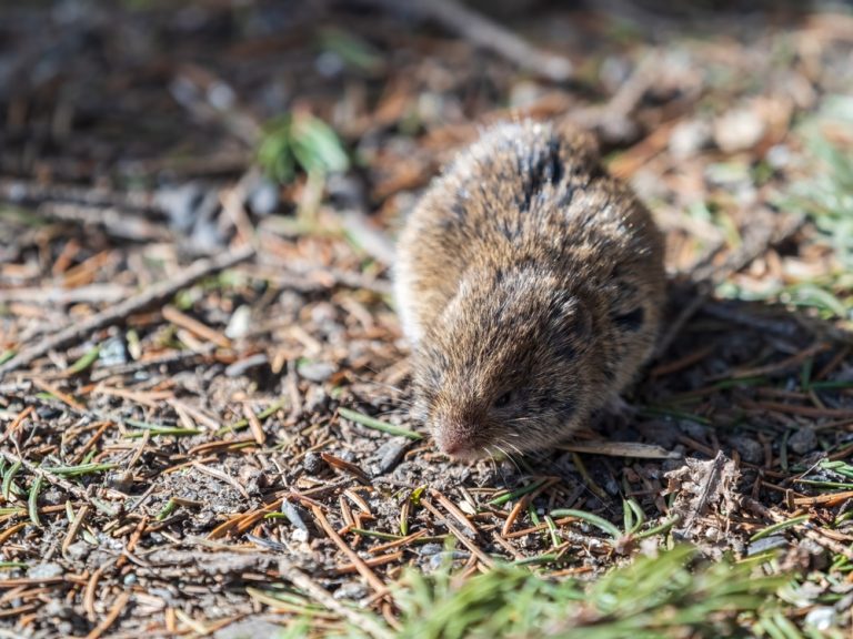 The 16 Types Of Animals Like Moles (w/ Photos)