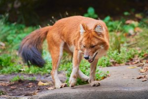 16 Animals Like Foxes