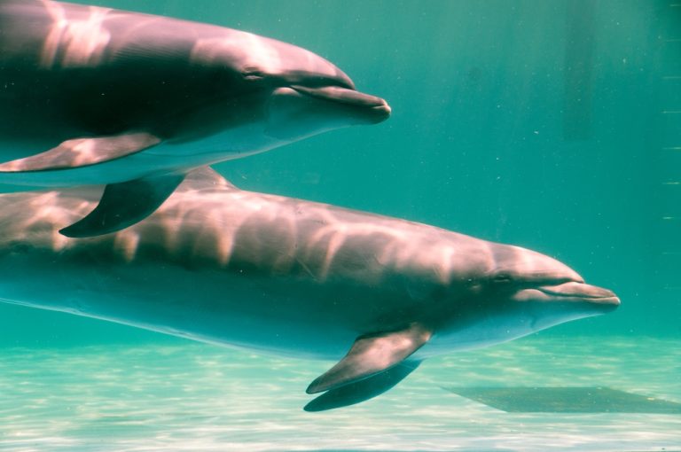 The 10 Types Of Animals Like Manatees (With Photos)