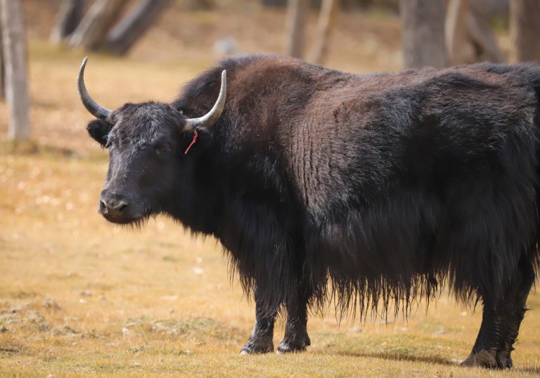 10 Different Animals Like Cows (With Pictures)