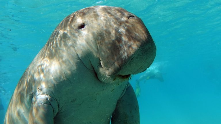 The 10 Types Of Animals Like Manatees (With Photos)
