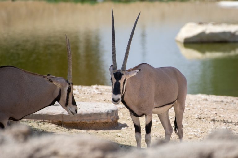 16 Types Of Animals Like Gazelles (Photos)