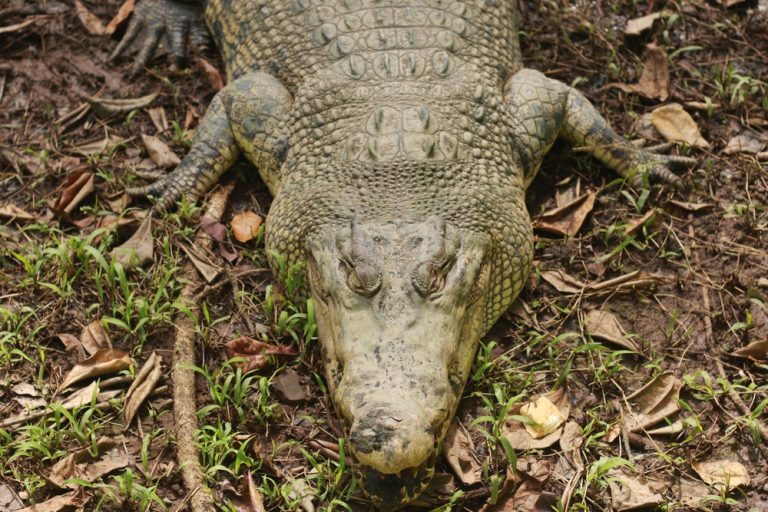 Can Crocodiles Be Tamed? (Or Domesticated?)