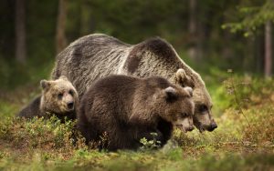 The 6 Most Dangerous Animals In Austria (With Images)