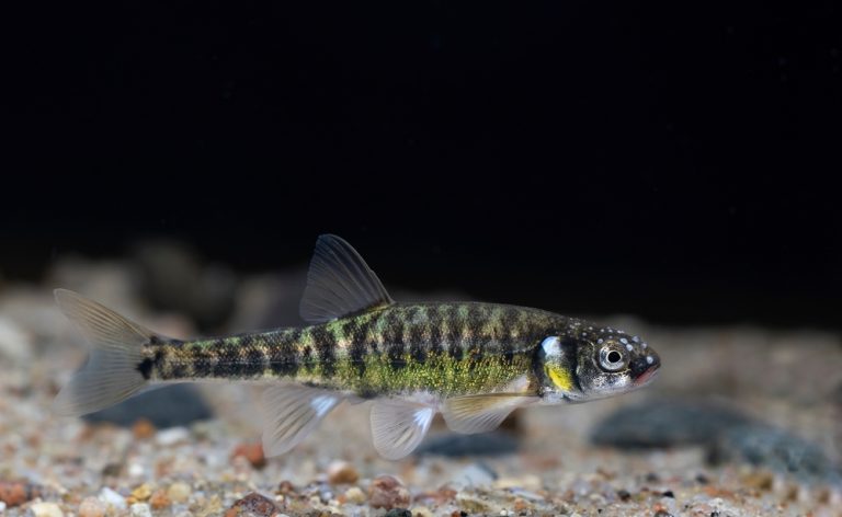 13 Fish Similar To Herring
