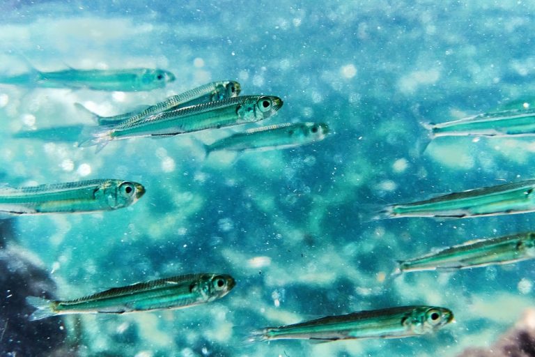 13 Fish Similar To Herring