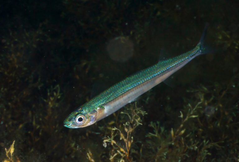 13 Fish Similar To Herring