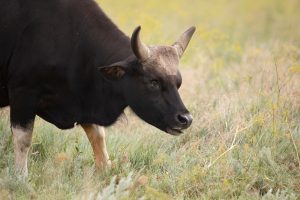 10 Different Animals Like Cows (With Pictures)