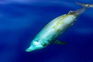 17 Types Of Animals Like Dolphins (w/ Pictures)