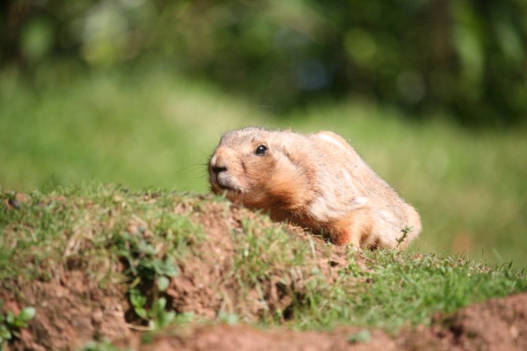 7 Examples Of Animals Like Chipmunks (Pictures)