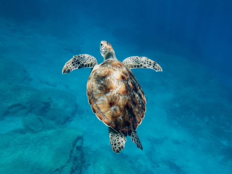 The 10 Types Of Animals Like Manatees (With Photos)