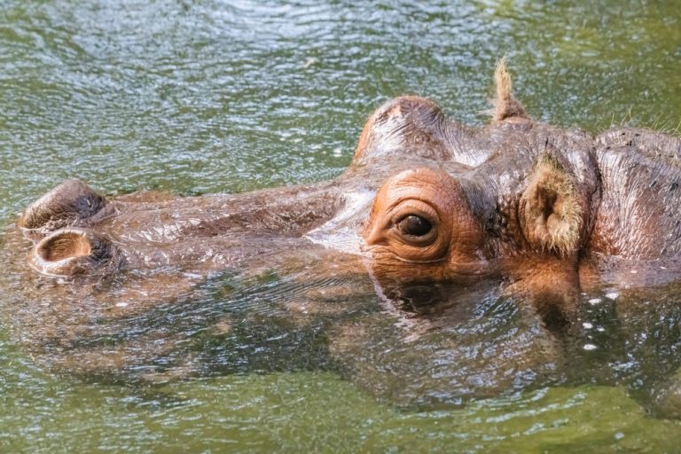 How Do Hippos Breathe Underwater? (The Real Answer)