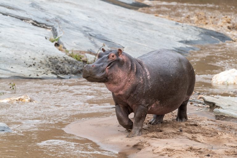 10 Different Types Of Animals Like Rhinos (With Photos) - WildlifeBoss.com