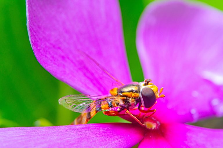 16 Types Of Insects Similar To Butterflies (With Pictures)