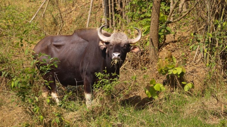 10 Different Animals Like Cows (With Pictures)