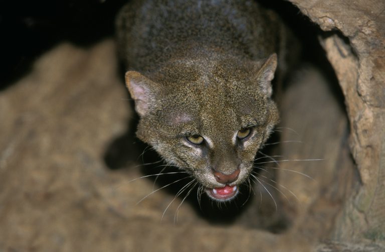 7 Unique Animals Like Cheetahs (Photos)