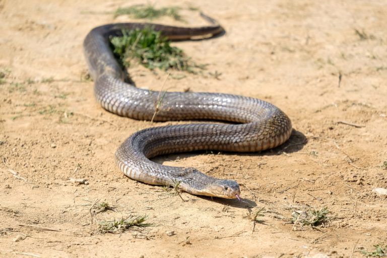 7 Most Dangerous Animals In Bali (Deadly)