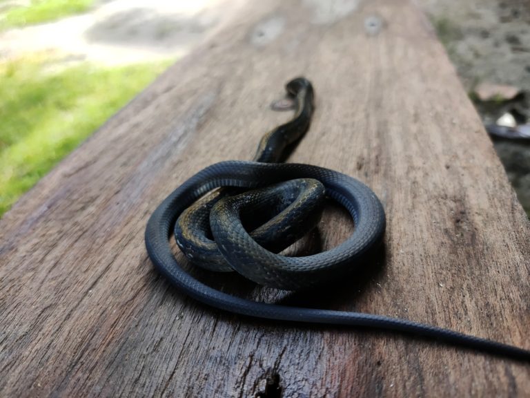 20 Animals Like Skunks (With Photos) - WildlifeBoss.com