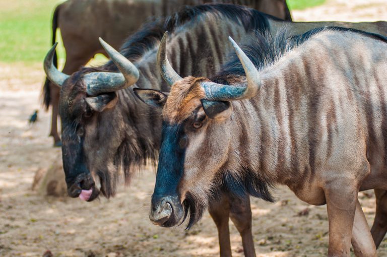 10 Different Animals Like Cows (With Pictures)