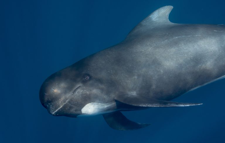 17 Types Of Animals Like Dolphins (w/ Pictures)
