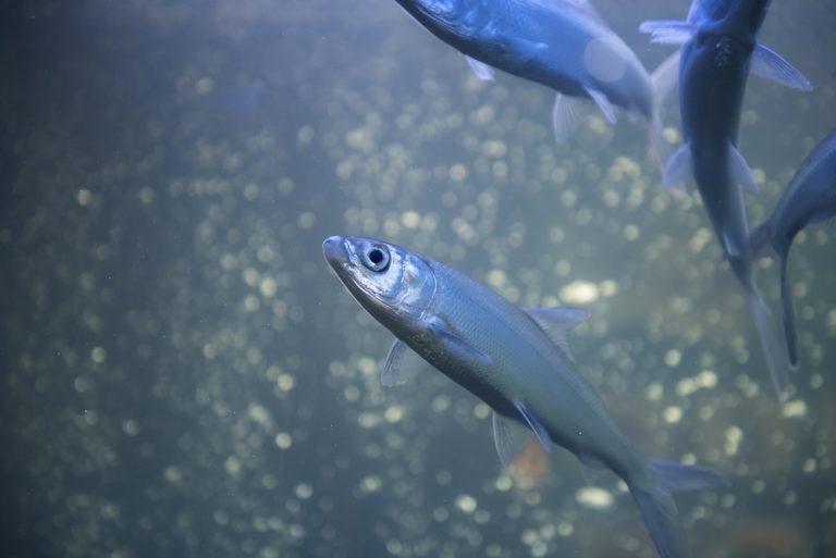 13 Fish Similar To Herring