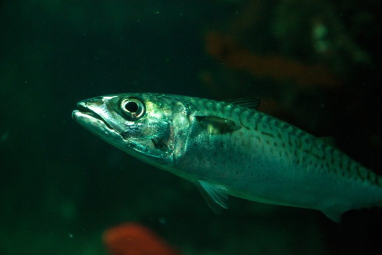 13 Fish Similar To Herring