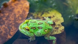 How Do Frogs Breathe Underwater? (Amazing Technique)