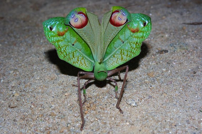 16 Types Of Insects Similar To Butterflies (With Pictures)