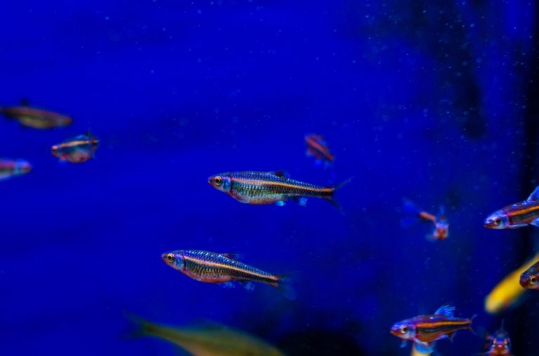 13 Fish Similar To Herring