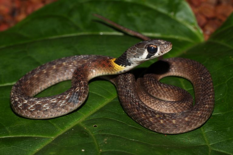 7 Most Dangerous Animals In Bali (Deadly)