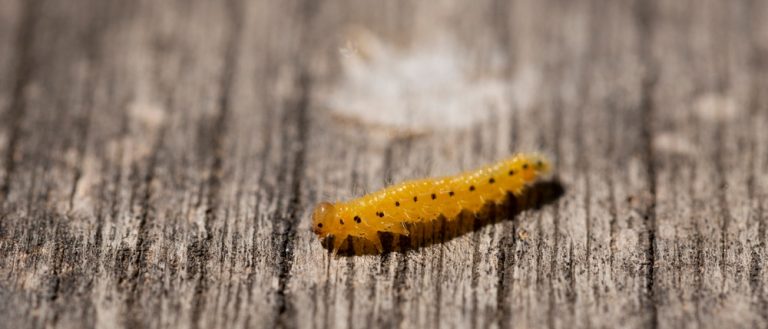 16 Types Of Insects Similar To Butterflies (With Pictures)