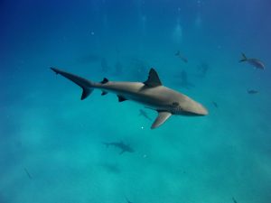 The 6 Most Dangerous Animals In Aruba (With Images)