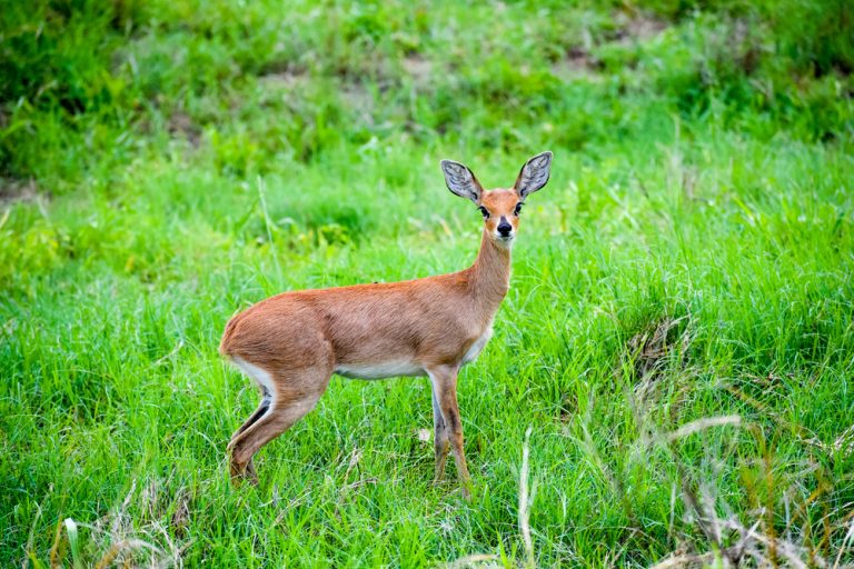 16 Types Of Animals Like Gazelles (Photos)