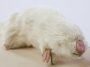 The 16 Types Of Animals Like Moles (w/ Photos)