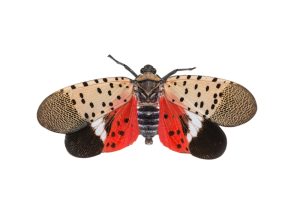 16 Types Of Insects Similar To Butterflies (With Pictures)