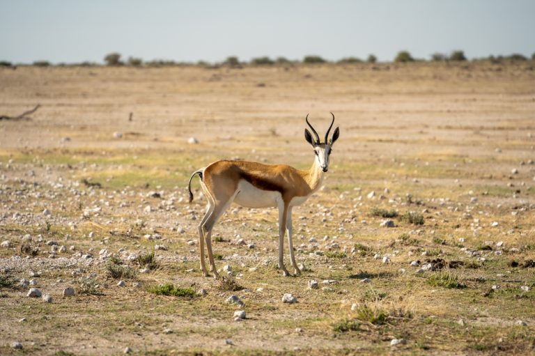 16 Types Of Animals Like Gazelles (Photos)