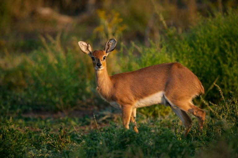 16 Types Of Animals Like Gazelles (Photos)