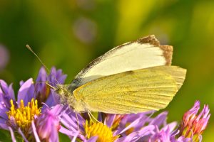 16 Types Of Insects Similar To Butterflies (With Pictures)