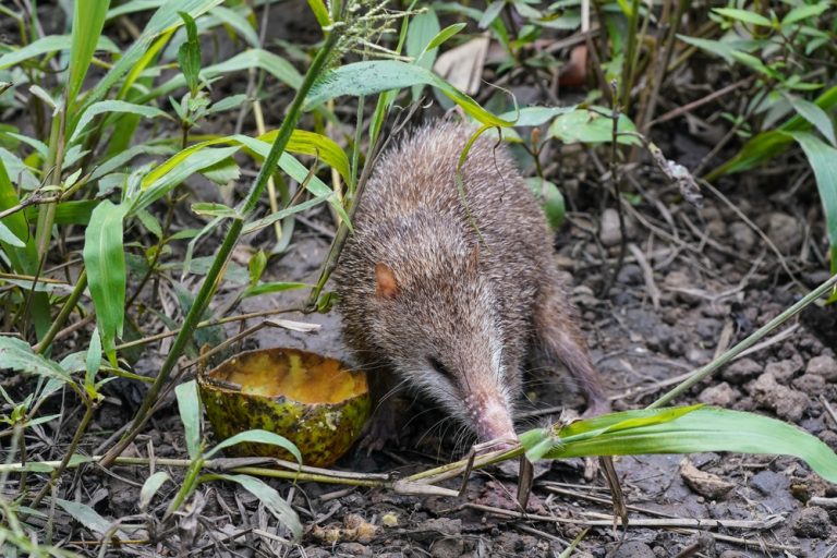 The 16 Types Of Animals Like Moles (w/ Photos)