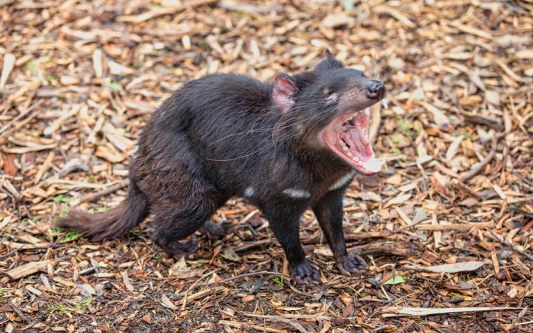 12 Different Animals Like Hyenas (With Pictures)