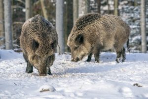 Wild Hog Population By State: 2025 Trends [Statistics]