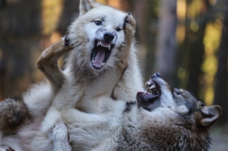 Wolf Teeth: Explore Fascinating Facts & Formulas (Stats)