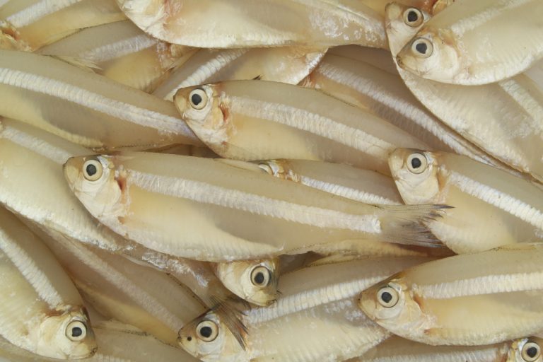 13 Fish Similar To Herring