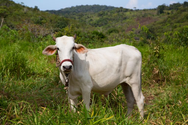 10 Different Animals Like Cows (With Pictures)