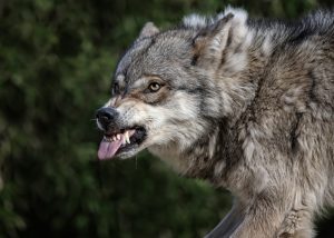 Wolf Teeth: Explore Fascinating Facts & Formulas (Stats)