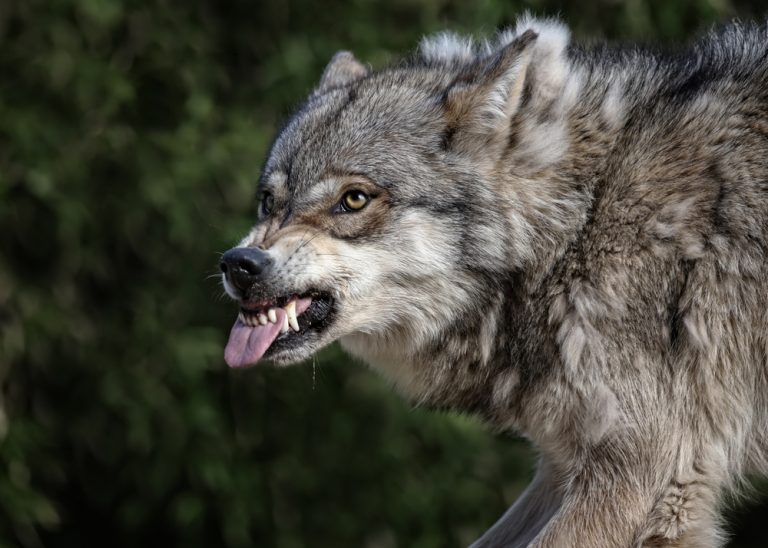 Wolf Teeth: Explore Fascinating Facts & Formulas (Stats)