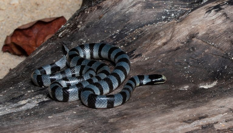 7 Most Dangerous Animals In Bali (Deadly)